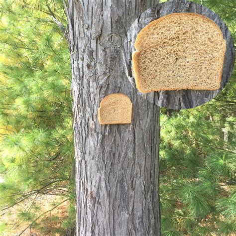 Schwebels Lite With Enhanced Texture Rbreadstapledtotrees