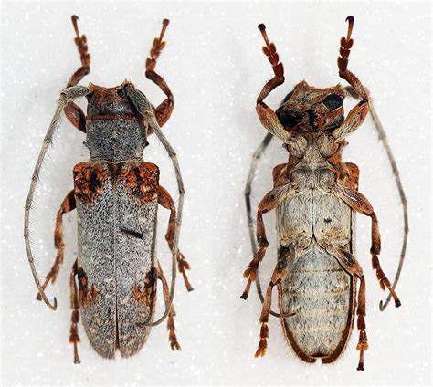 Oncideres Quercus Bioquipbugs