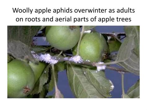 Woolly Apple Aphid Lifecycle Pptx
