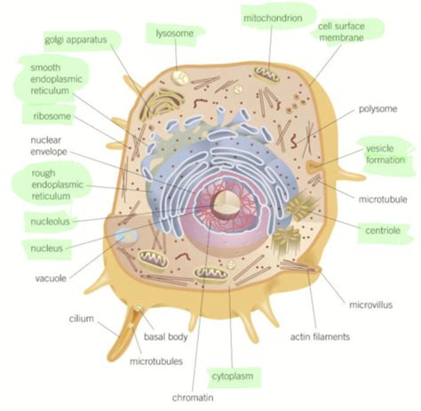 Cell Ultrastructure And Microscopy Flashcards Quizlet