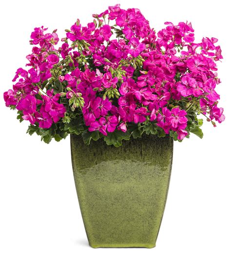 Boldly™ Lavender Rose Geranium Pelargonium Interspecific Images