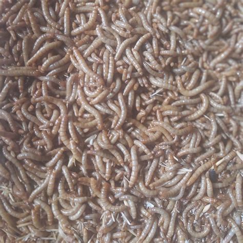 Viermi De Făinămealworms și Superworms Bucuresti Sectorul 3 • Olxro