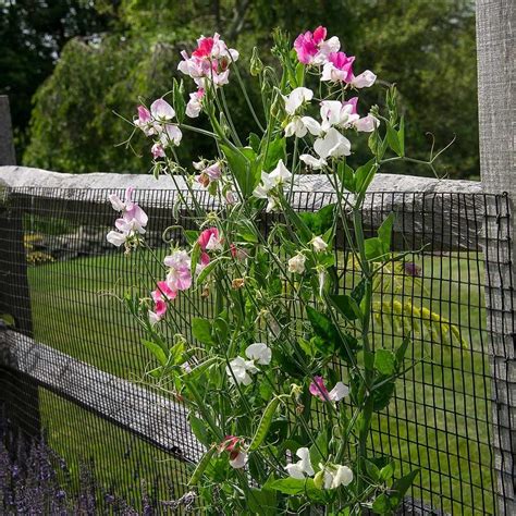 Sweet Pea Climbing Plants Sweet Peas Seeds Everlasting Sweet Pea