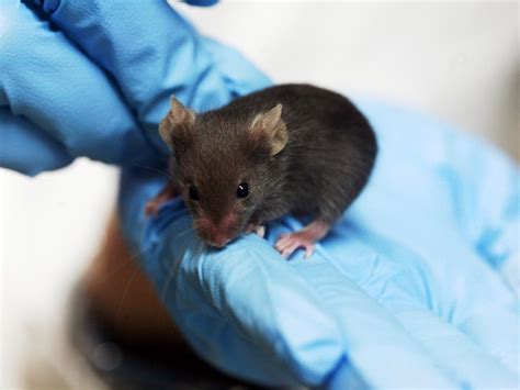 What We Can Learn From Mouse Models Of Autism Foundation For
