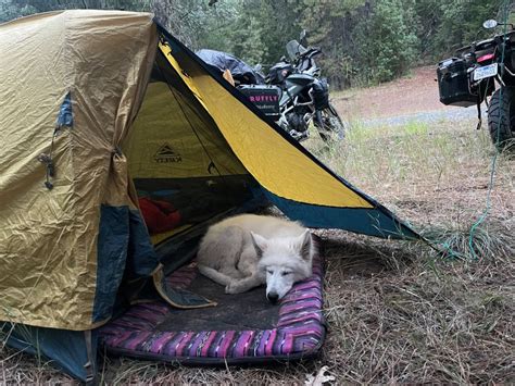 Esta Mujer Le Da La Vuelta Al Mundo En Motocicleta Con Su Cachorro