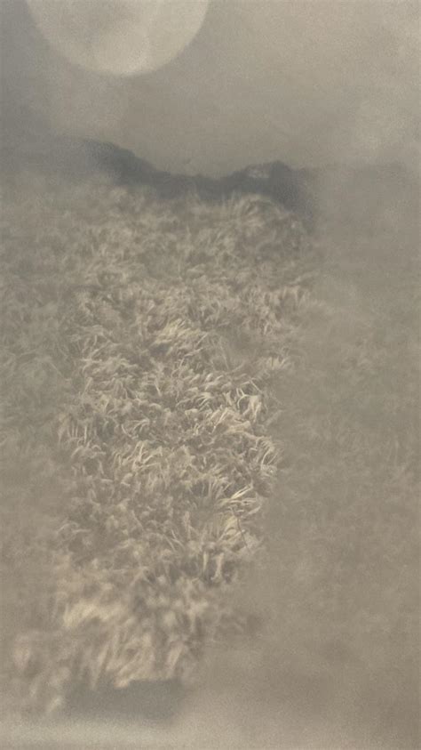 General Entire Substrate Has Been Colonized For 4 Days Now I Went To