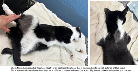 Chimera Cat Health Problems