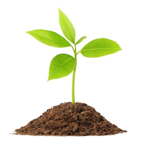 Fotos De Planta 10 550 000 Fotos De Stock Gratuitas De Gran Calidad