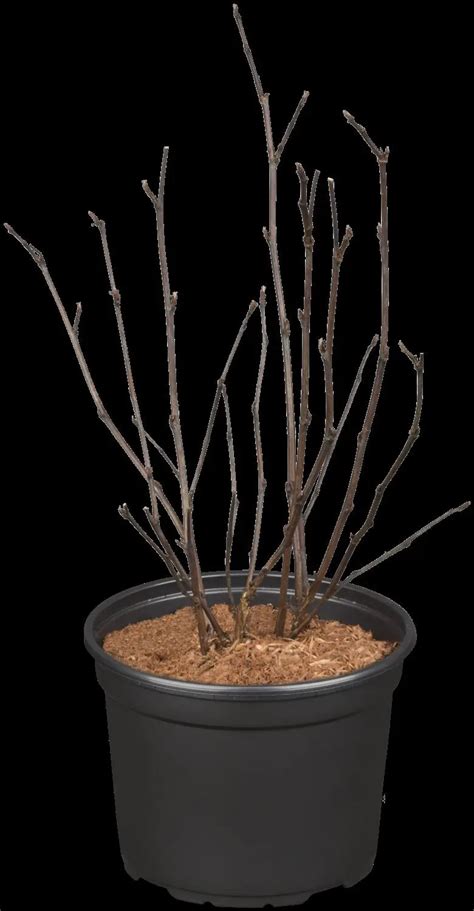 Physocarpus Opulif Midnight 60 80 Cm C20