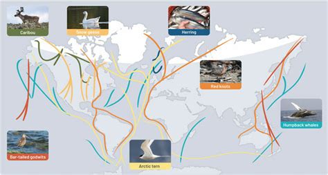 Long Distance Migrations And The Arctic Schematically Illustrated
