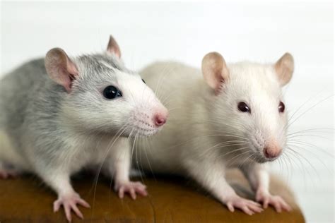 Understanding Mouse Social Interaction Using Noldus