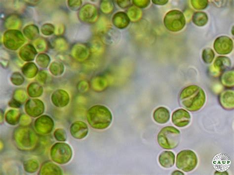 Chlorella Microscope