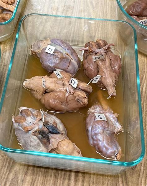 Sheep Brain 1 Diagram Quizlet