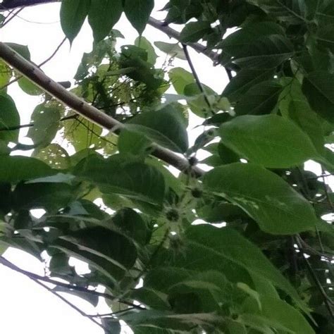 Broussonetia Luzonica Plant Care And How To Grow Water