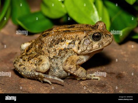 A Beautiful Guttural Toad Sclerophrys Gutturalis Also Known As A African Common Toad In The