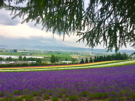 Explore Furano And Biei Summer Tour Travel Hokkaido