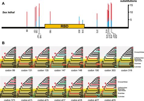 Physical Position And Phylogenetic Location Of Adaptive Selection
