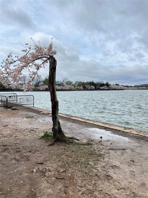 Cmmc Dib Resilient Joyce Hunter