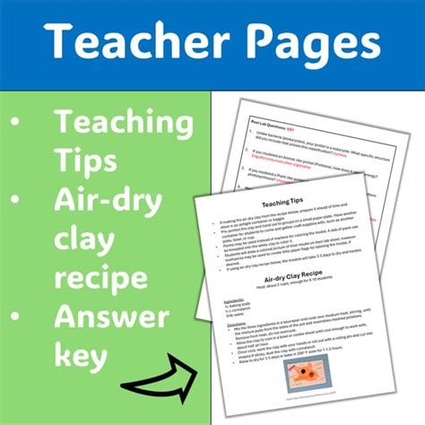 Protist Model Kingdom Protista Biology Lab Activity Science Modeling Craft