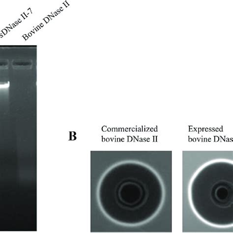 Cleavage Of Substrate Dna By Two Different Dnase Ii Enzymes A The