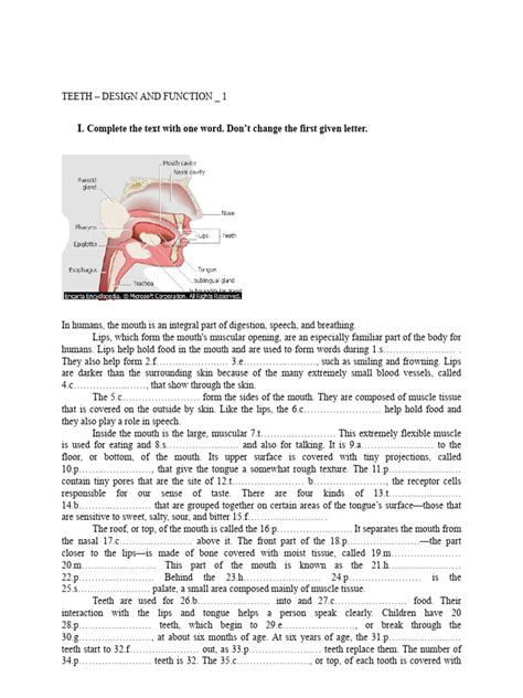 6 Teeth Desing Function 28 11 Pdf Dental Anatomy Tooth