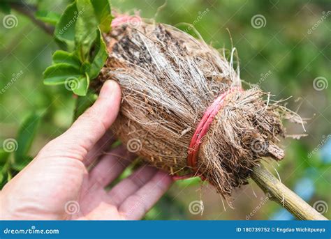 Grafting Tree Branch Bag Grafting Is An Artificial Method Of Asexual