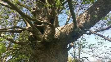 Tree Surveys For Development Throughout Cornwall