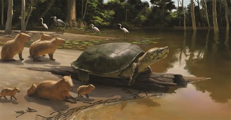 Newly Discovered Giant Turtle Fossil Named After Stephen King Character