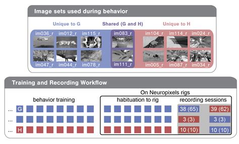Visualbehaviorneuropixelsdatasetmanifest