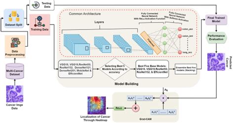 A Multi Cancer Detection And Localization System Utilizing X Ai And Ensemble Technique Using Cnn
