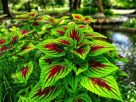 The 19 Best Patio Plants To Brighten Up Your Outdoor Space