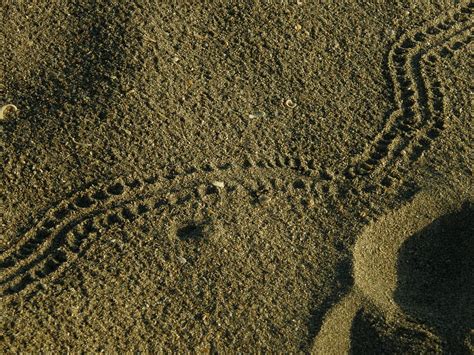Hatchling Sea Turtle Tracks Photograph By Kimberly Mohlenhoff Fine Art America