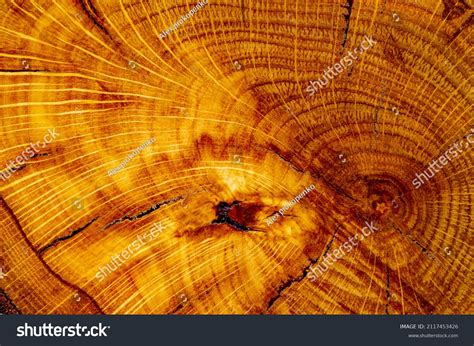 Tree Structure Tree Diagram Model Way Stock Photo 2117453426 Shutterstock