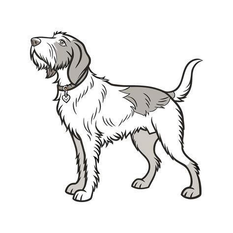 Spinone Italiano Closeup 58116143 Vector Art At Vecteezy