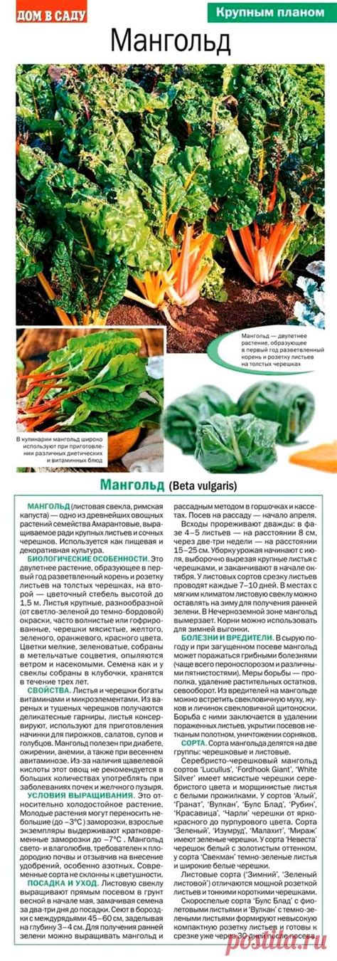 Мангольд | ДАЧА: ОВОЩИ | Постила