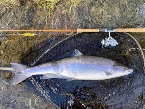 Understanding The Different Types Of Salmon Flies Radencich Salmon Flies