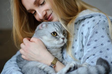 먼치킨 킬트 다리가 짧고 귀가 접힌 희귀한 고양이 비마이펫 라이프