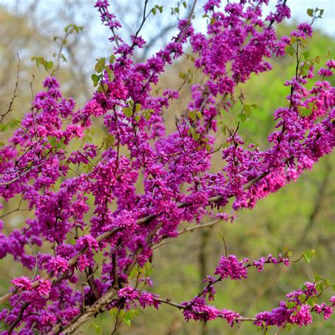 🌿 How To Transplant Chinese Redbud Ideal Time Methods And Post Care