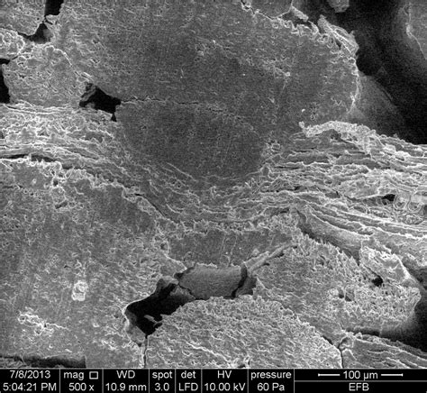 Micrographs Of A Cross Section At Density 500 K Gm 3 Opefb Composite