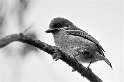 Moustached Tinkerbird In Tanzania Whiskered Wonders In Tanzanian