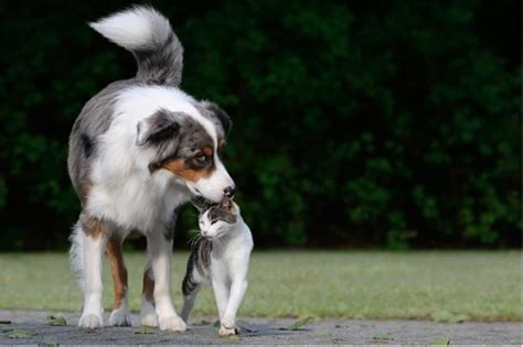 Cognitive Dysfunction Syndrome Cds Avn