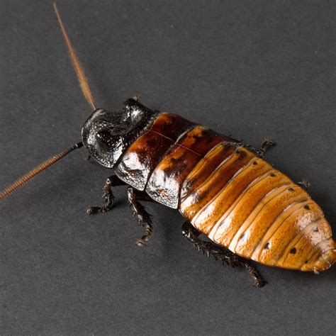 Giant Cockroach Monster