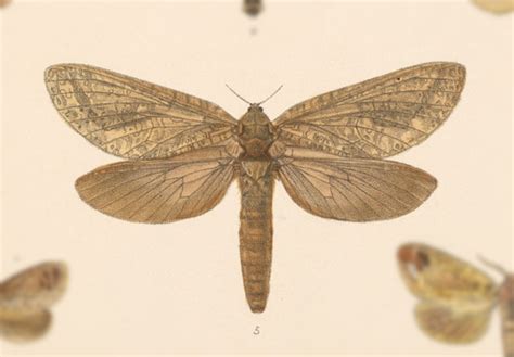 Phassus Smithi · Inaturalist