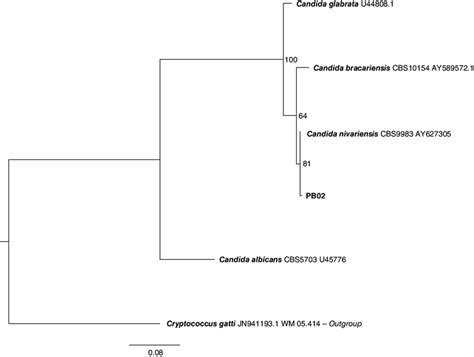 Lsu 26s Gene Phylogram Maximum Likelihood Phylogenetic Tree Showing