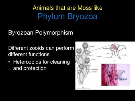 5 Bryozoa Brachiopoda And Nematoda