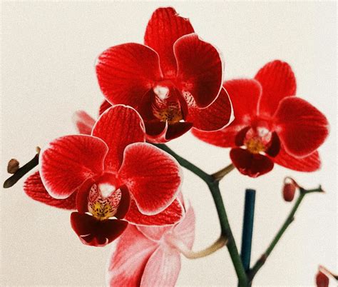 Orchid Color Meanings And Symbolism Guide Djflowers