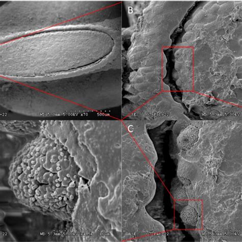 A Expanded Ventral View Of The Operculum Hatch Door Which Appears