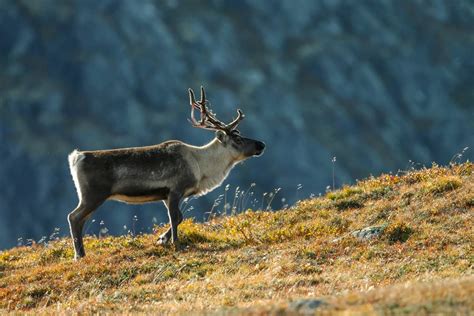 Reno Características y Curiosidades Animales Salvajes