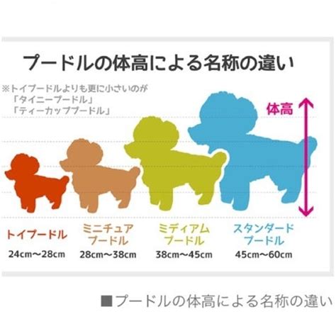 トイプードルの平均体重と大きさ？ ティナはテディベア