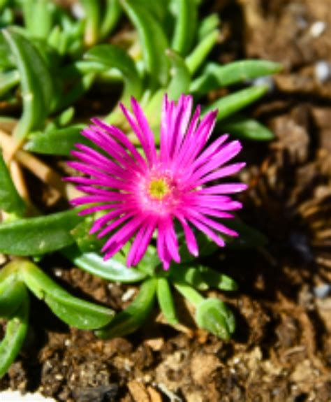 Root Houseplants Shop Delosperma Cooperi Table Mountain Ice Plant